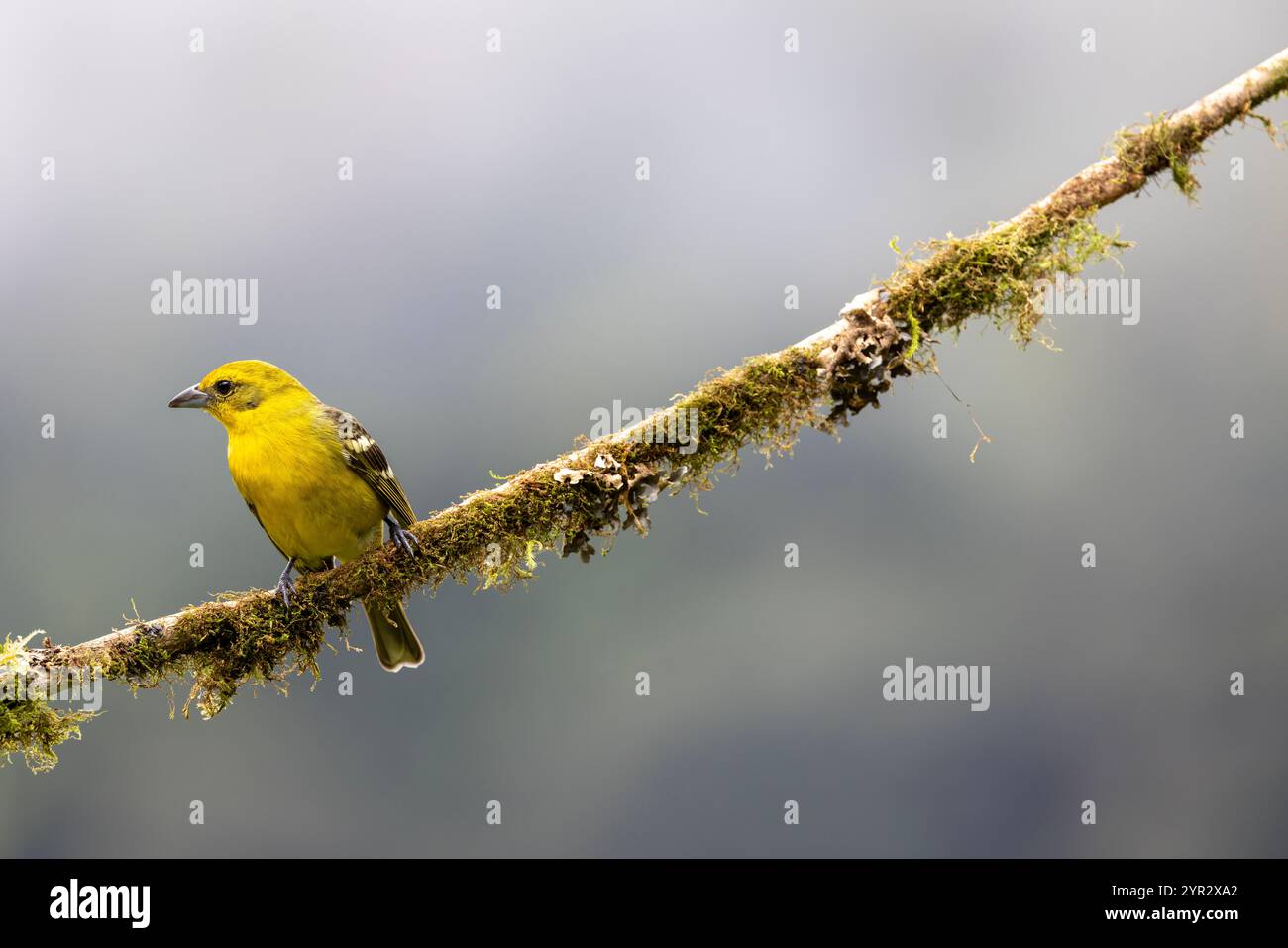 Flame-colored Tanager (Piranga bidentata) previously known as the ...
