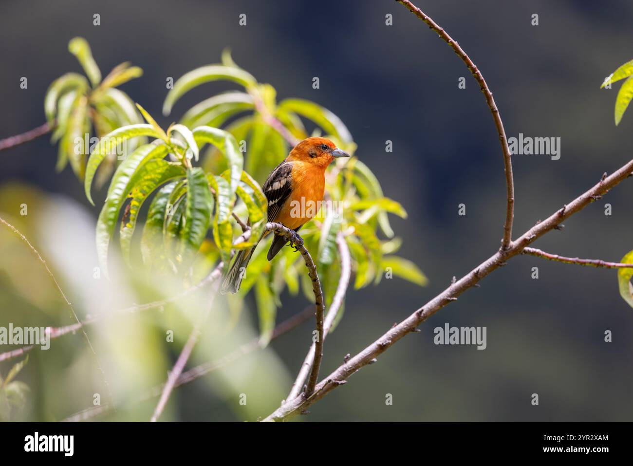 Flame-colored Tanager (Piranga bidentata) previously known as the ...