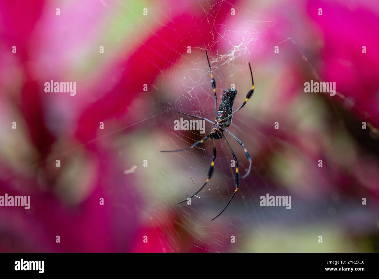 A female Golden Orb Weaver (Trichonephila clavipes - formerly Nephila ...