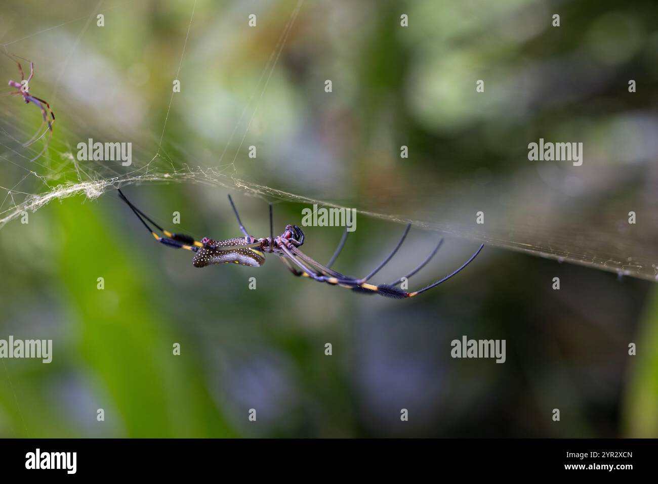 A female Golden Orb Weaver (Trichonephila clavipes - formerly Nephila ...