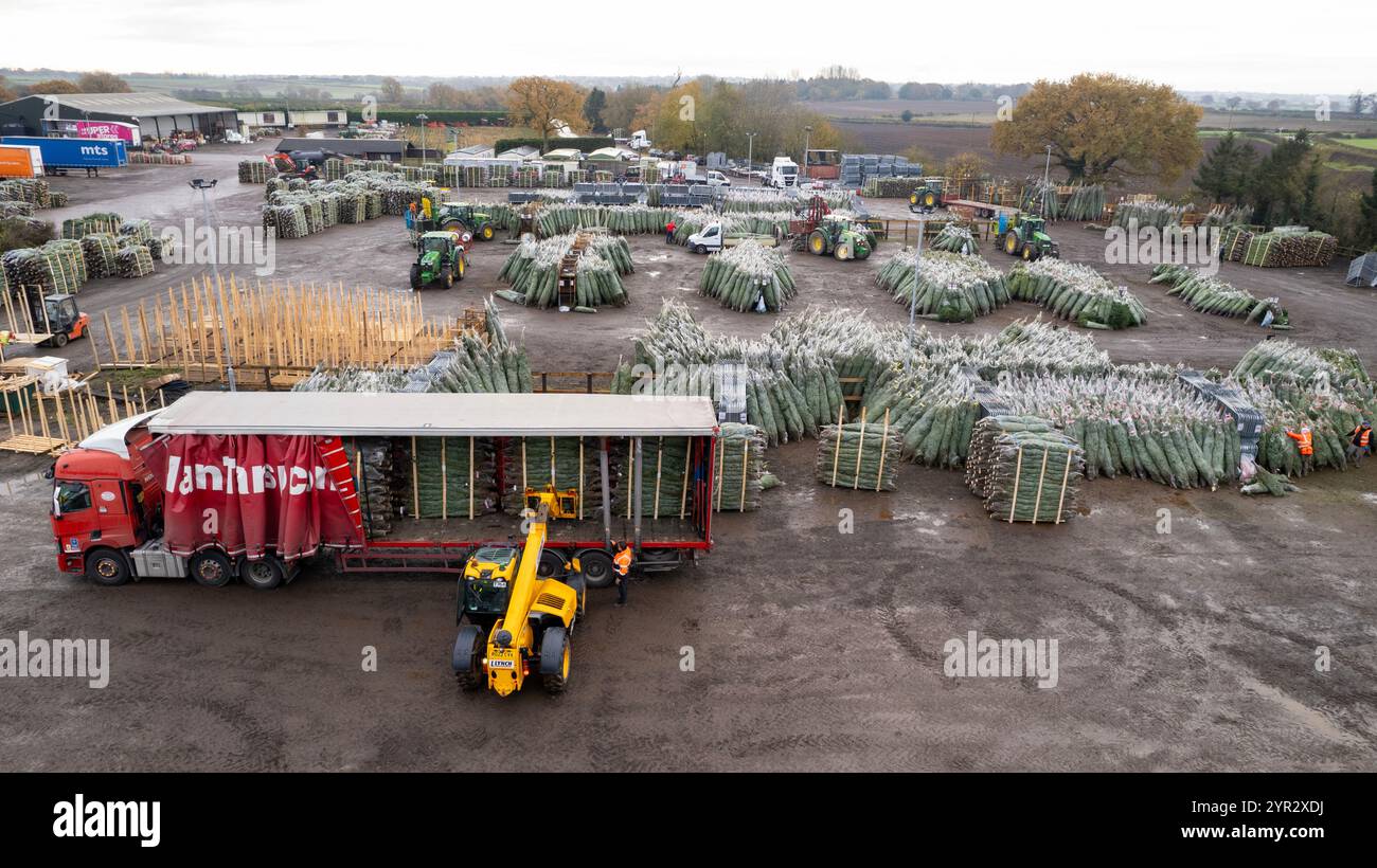 18/11/24 Workers begin their busiest week of the year at Cadeby Tree ...