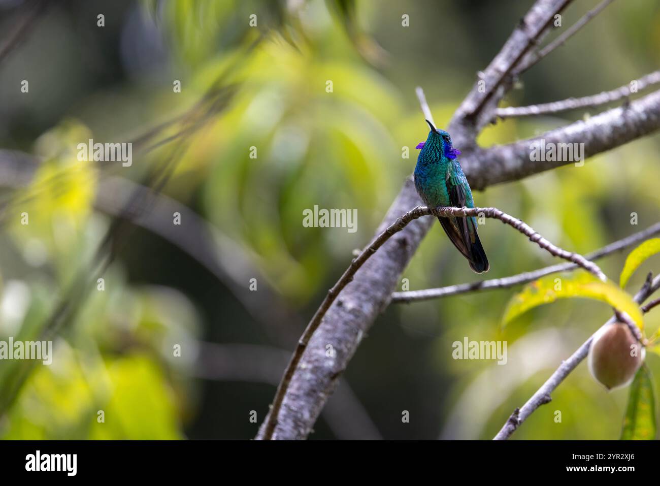 Colibri cabanidis hi-res stock photography and images - Alamy
