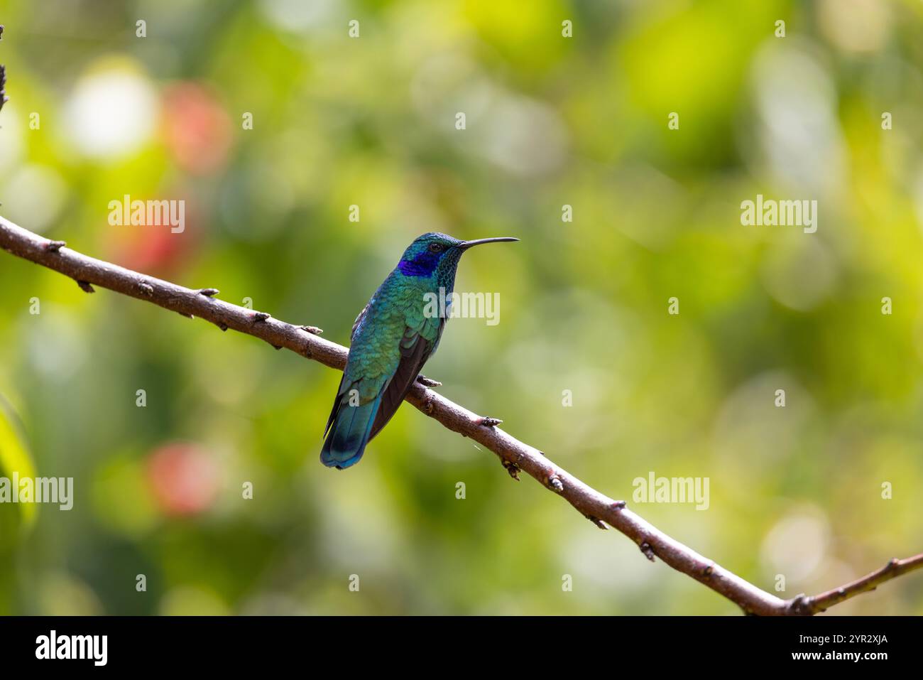 Colibri cabanidis hi-res stock photography and images - Alamy