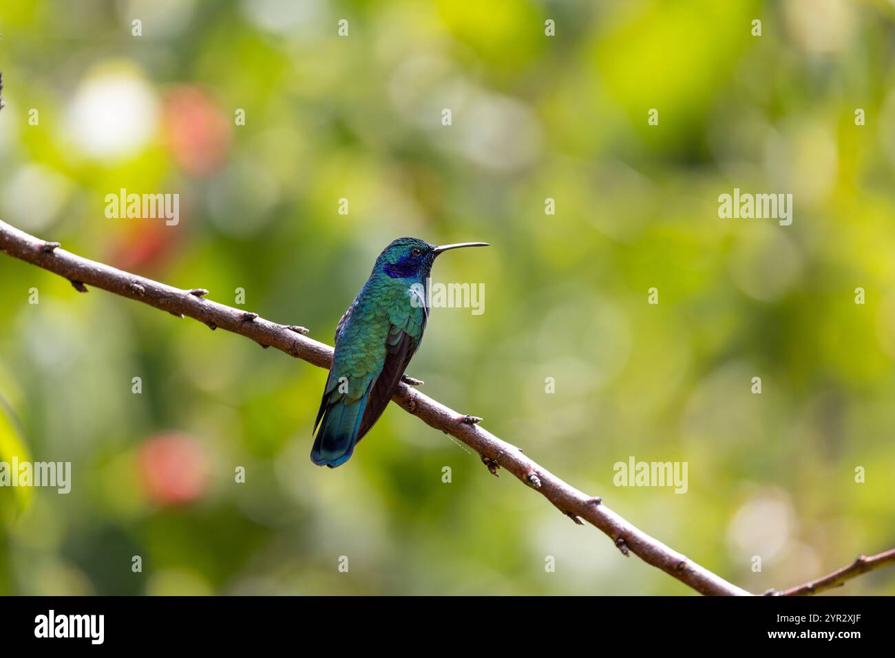 Colibri cyanotus cabanidis hi-res stock photography and images - Alamy