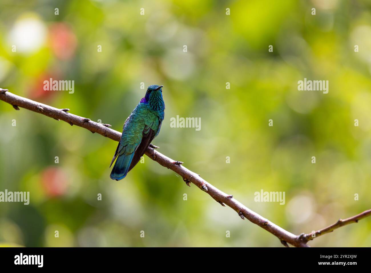 Colibri cyanotus cabanidis hi-res stock photography and images - Alamy