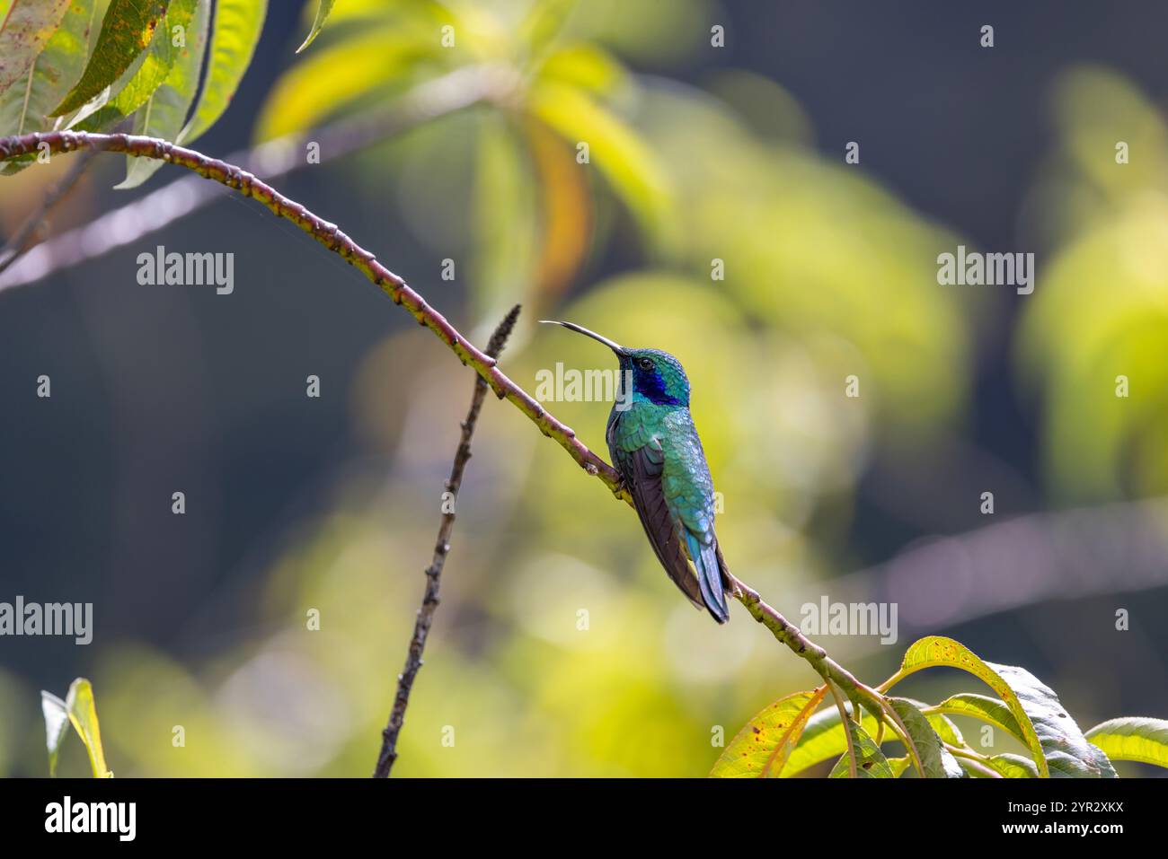 Colibri cabanidis hi-res stock photography and images - Alamy