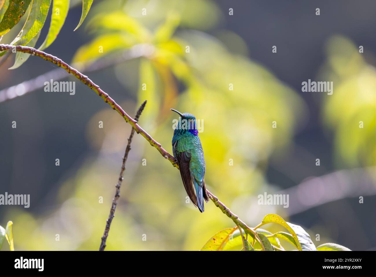 Colibri cyanotus cabanidis hi-res stock photography and images - Alamy