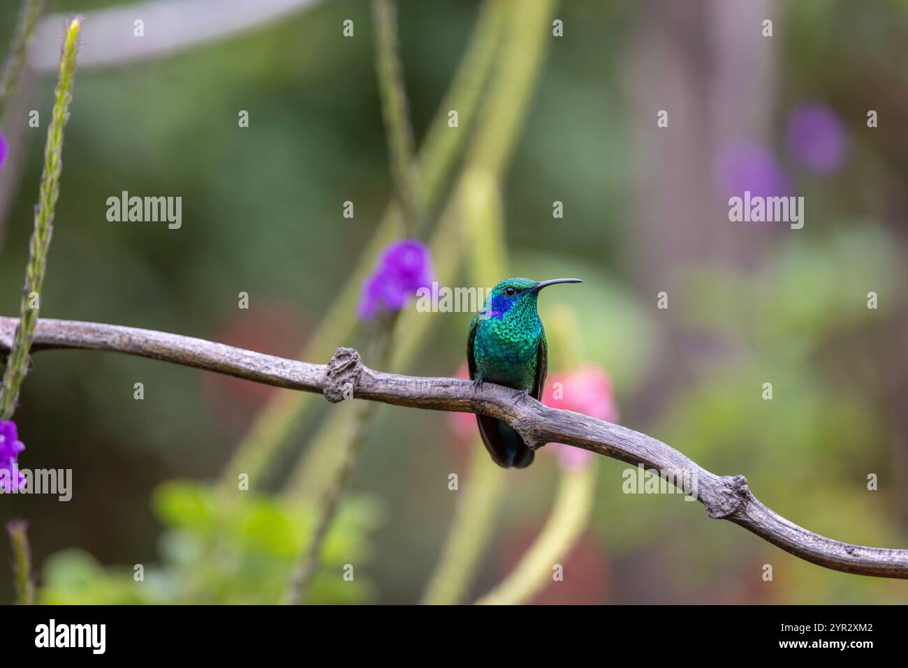 Colibri cyanotus cabanidis hi-res stock photography and images - Alamy
