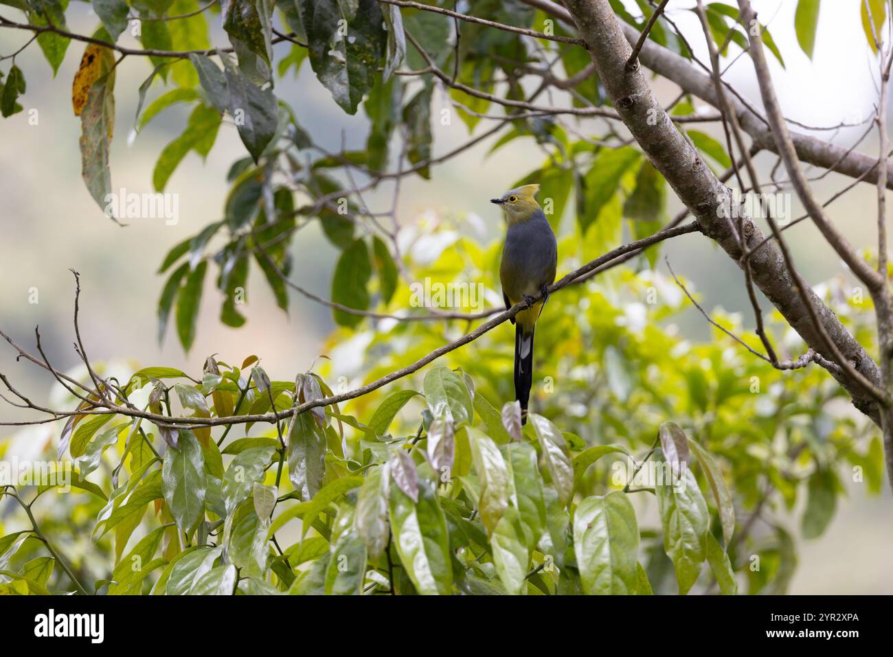 Long tailed silky flycatcher ptiliogonys caudatus hi-res stock ...