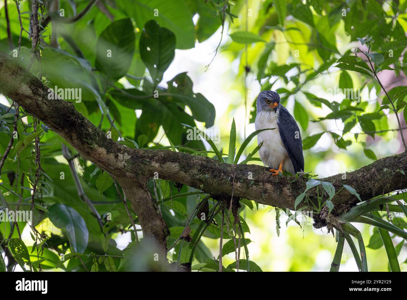 A juvenile Semiplumbeous Hawk (Leucopternis semiplumbeus) perching on a ...