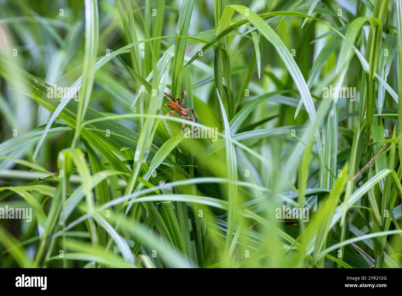 Spot legged bromeliad spider hi-res stock photography and images - Alamy