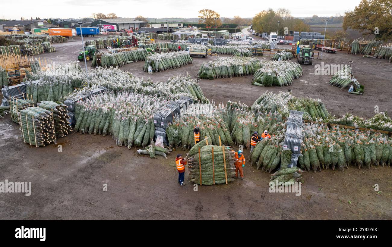 18/11/24 Workers begin their busiest week of the year at Cadeby Tree ...