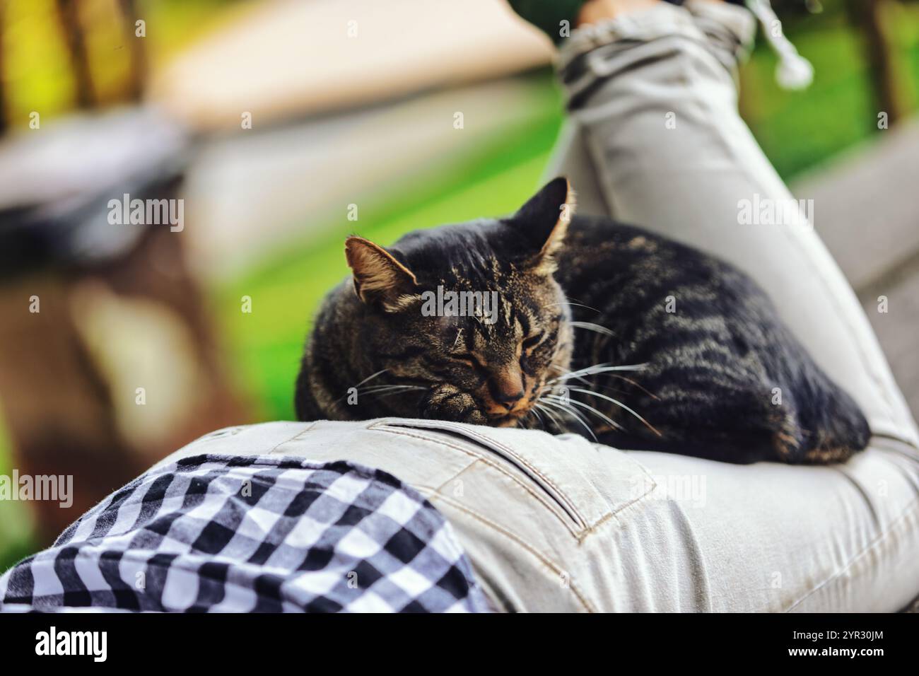 Tabby cat is comfortably sleeping on a person's lap, enjoying a peaceful moment outdoors ...