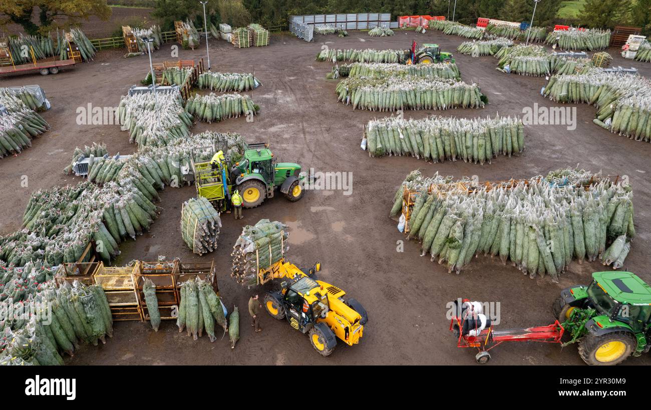 18/11/24 Workers begin their busiest week of the year at Cadeby Tree ...