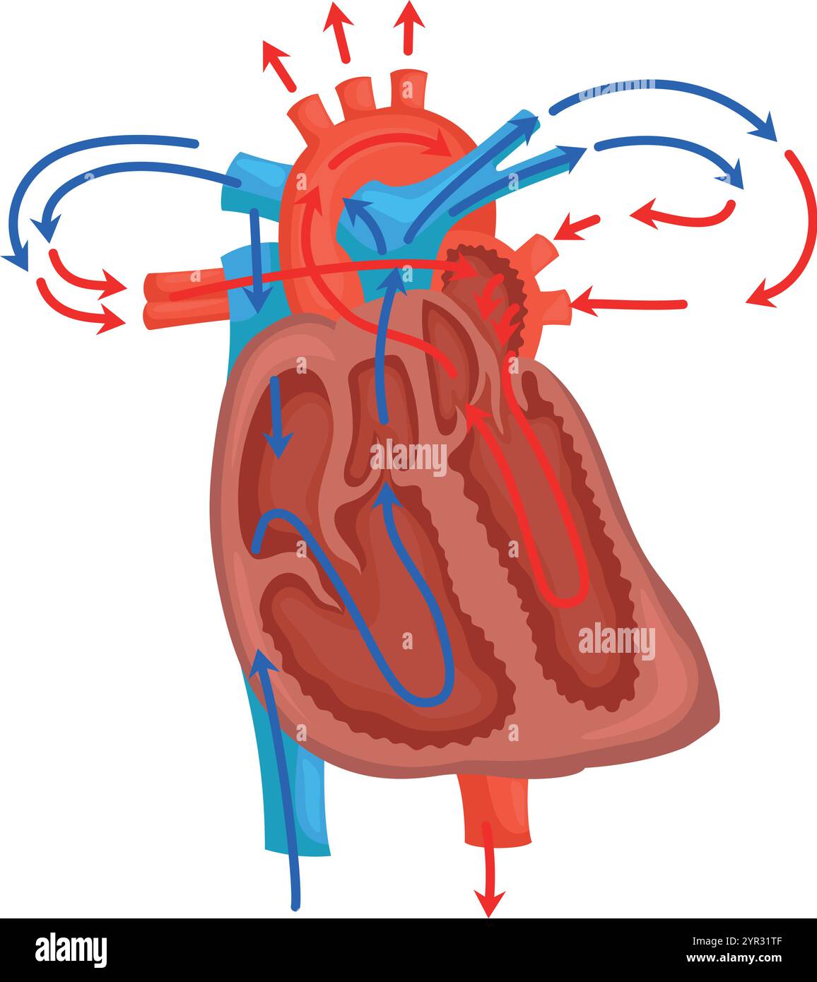 The structure of the heart blood circulation. Pumping function of the ...