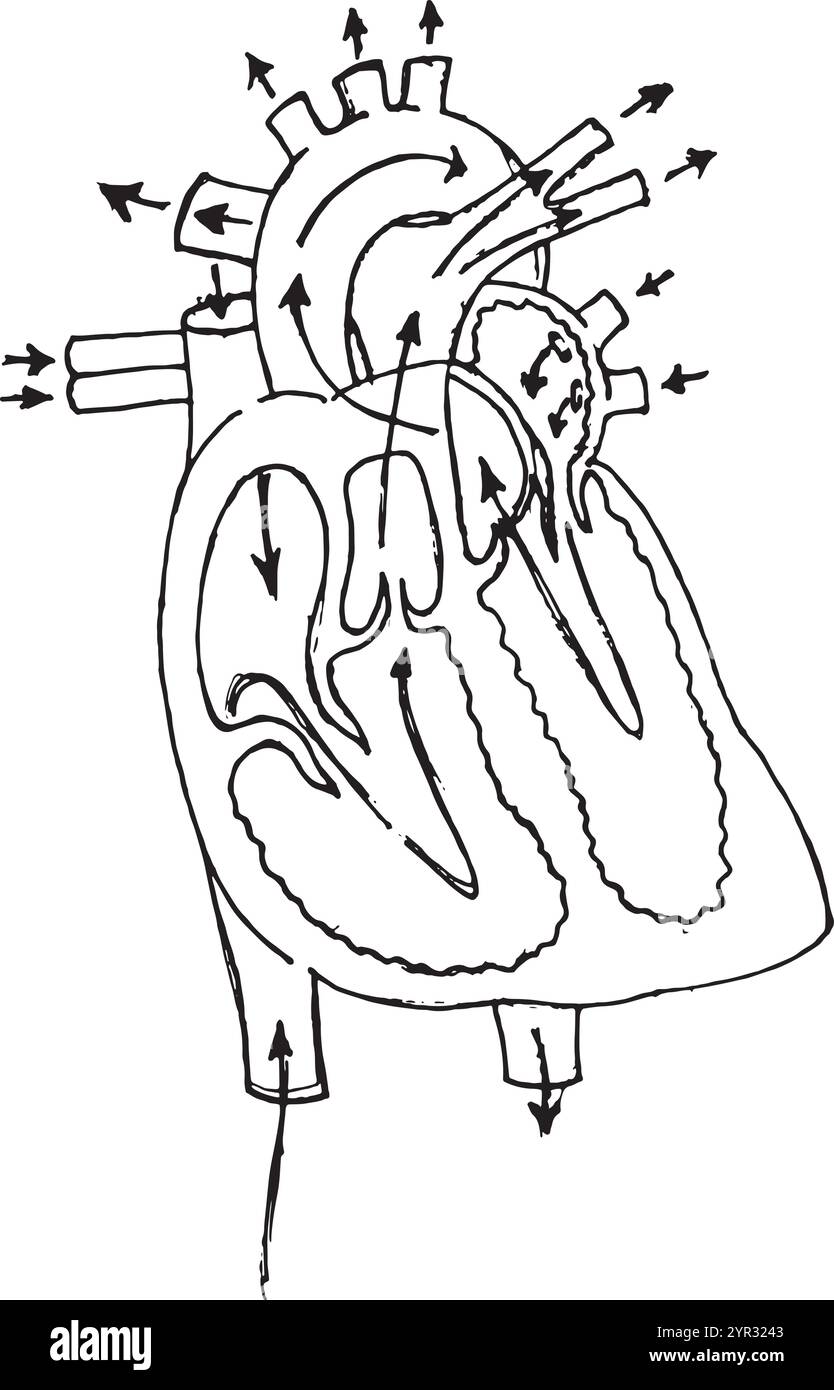Drawing of the structure of the heart blood circulation. Pumping function of the heart. Arterial ...