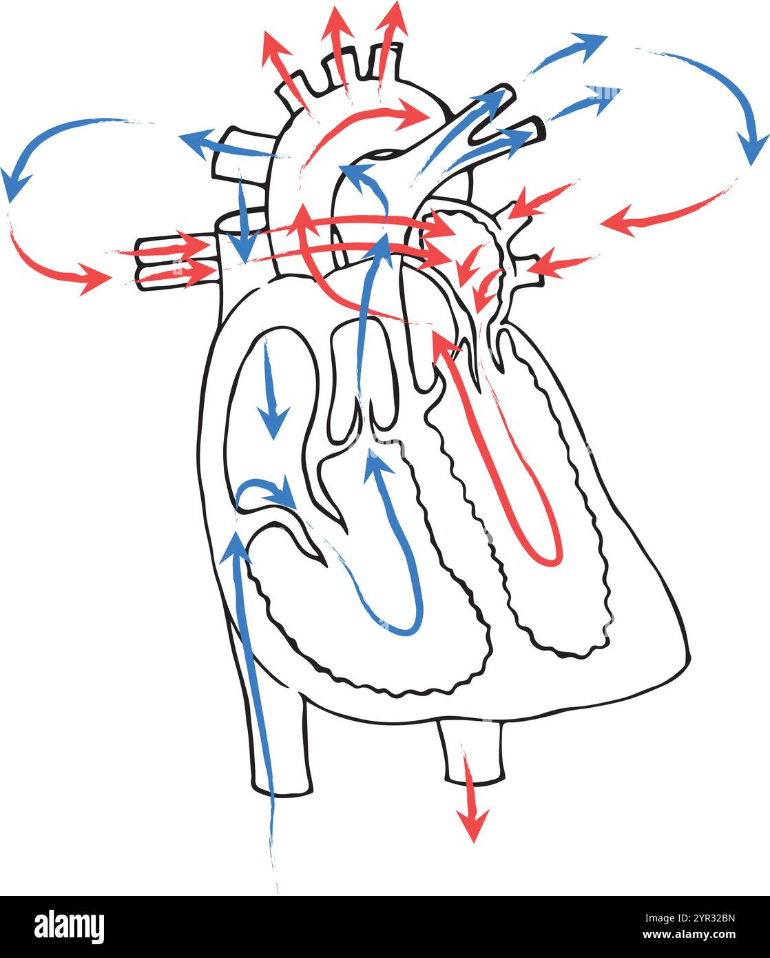 Drawing of the structure of the heart blood circulation. Pumping ...