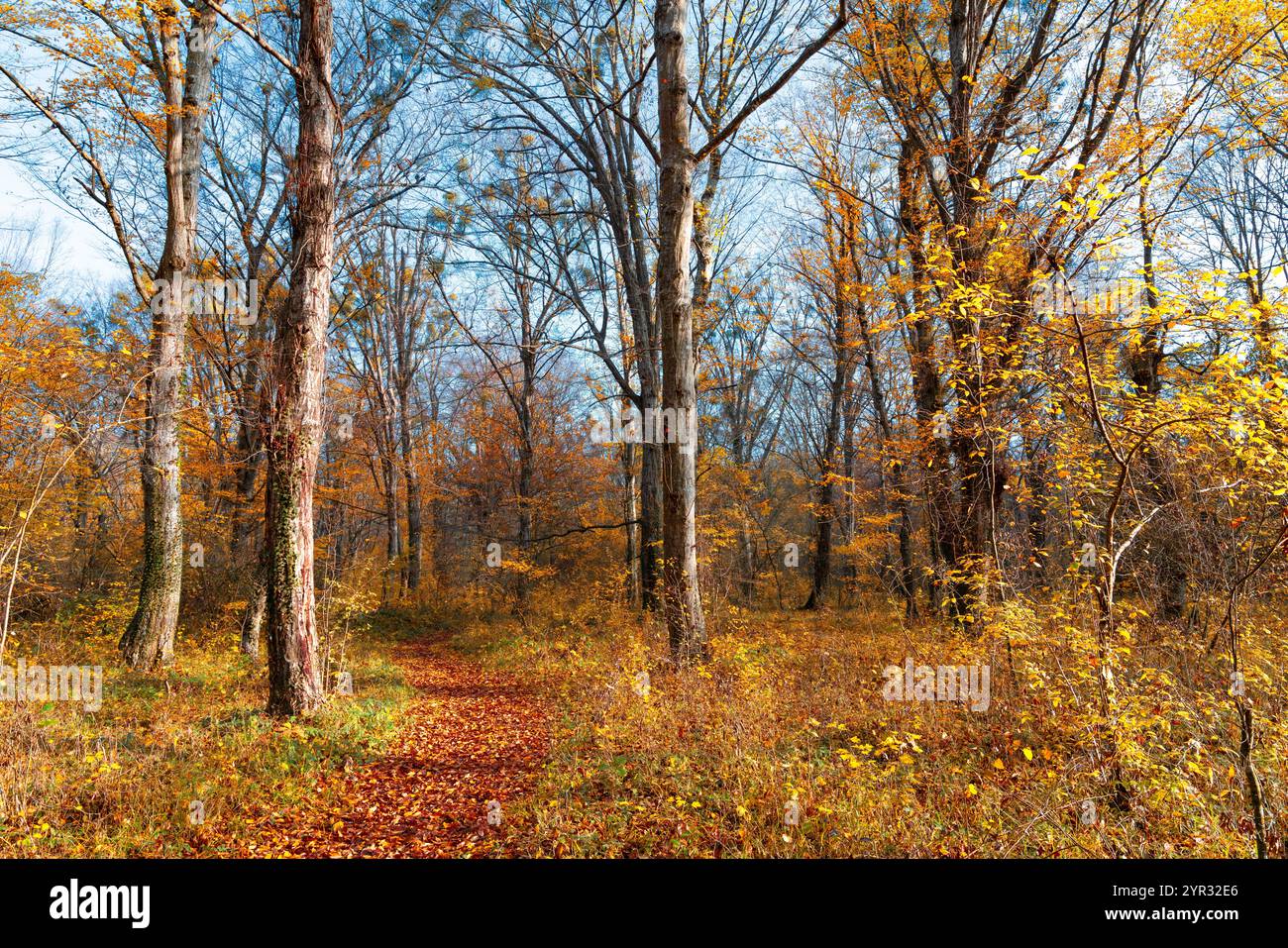 Pathway dry leaves in hi-res stock photography and images - Alamy