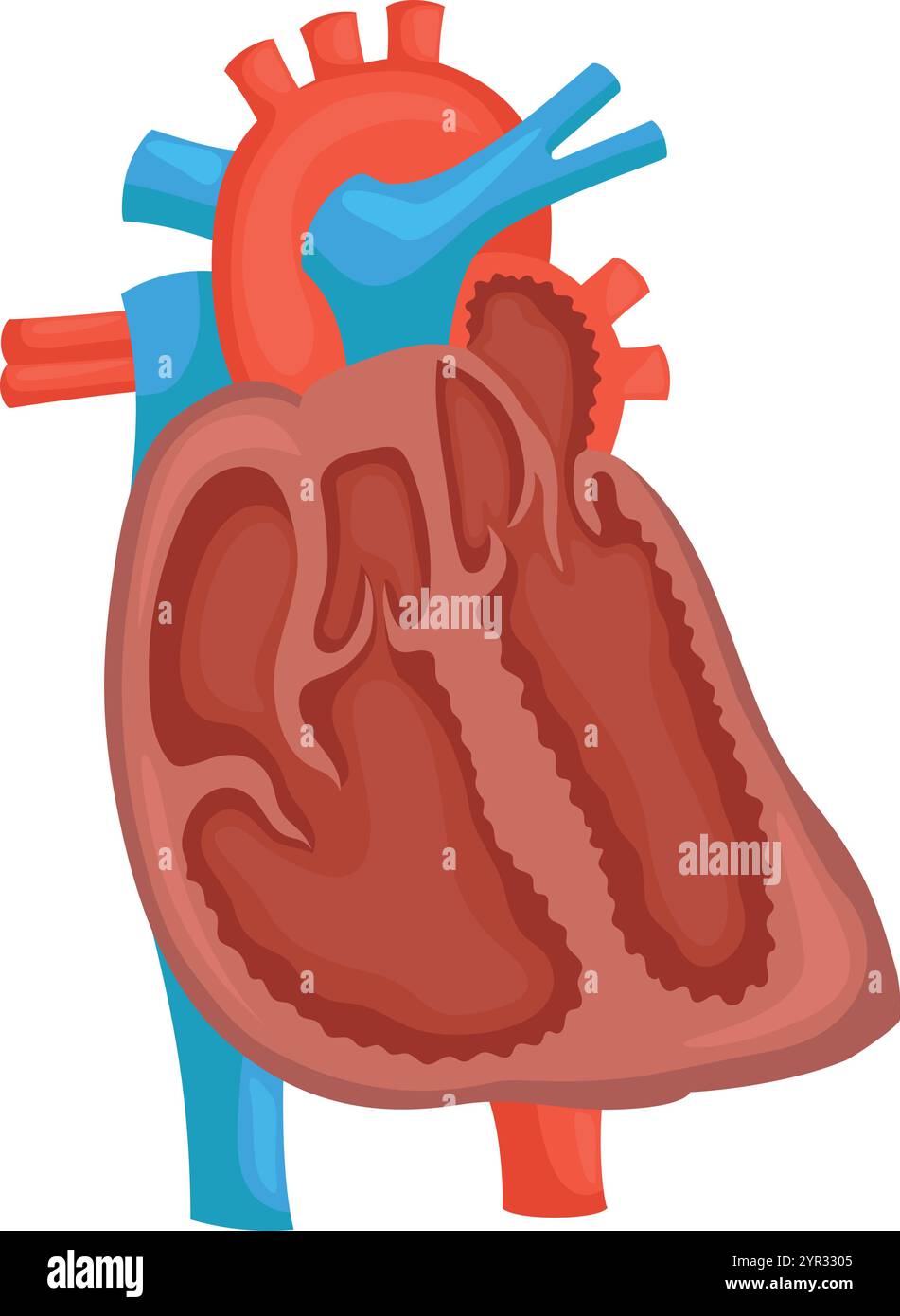 Human body organ male diagram graphic Cut Out Stock Images & Pictures ...