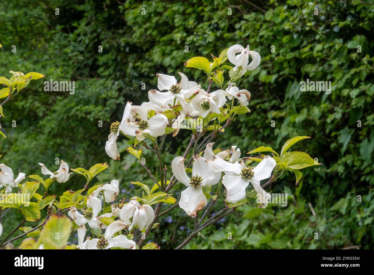 Bracts on Dogwood tree, cornus Florida Rainbow Tree. Dogwood bracts ...
