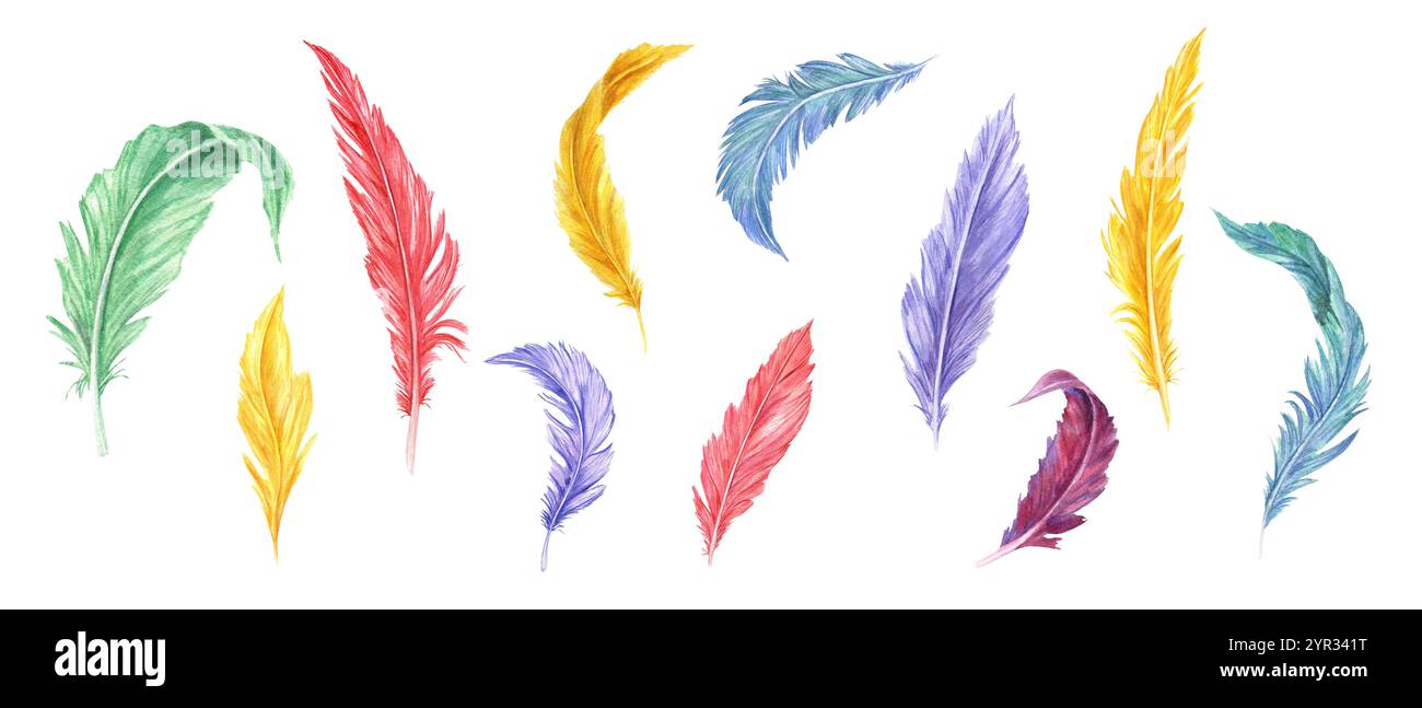Colorful watercolor different bird feathers illustration clip art in ...