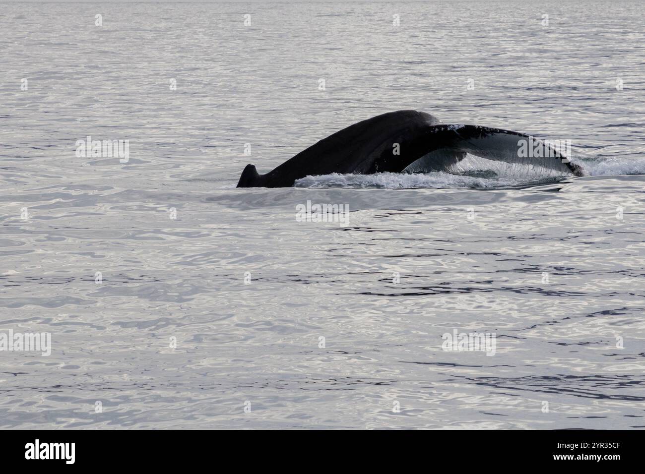 Humpback whale emerging from hi-res stock photography and images - Alamy