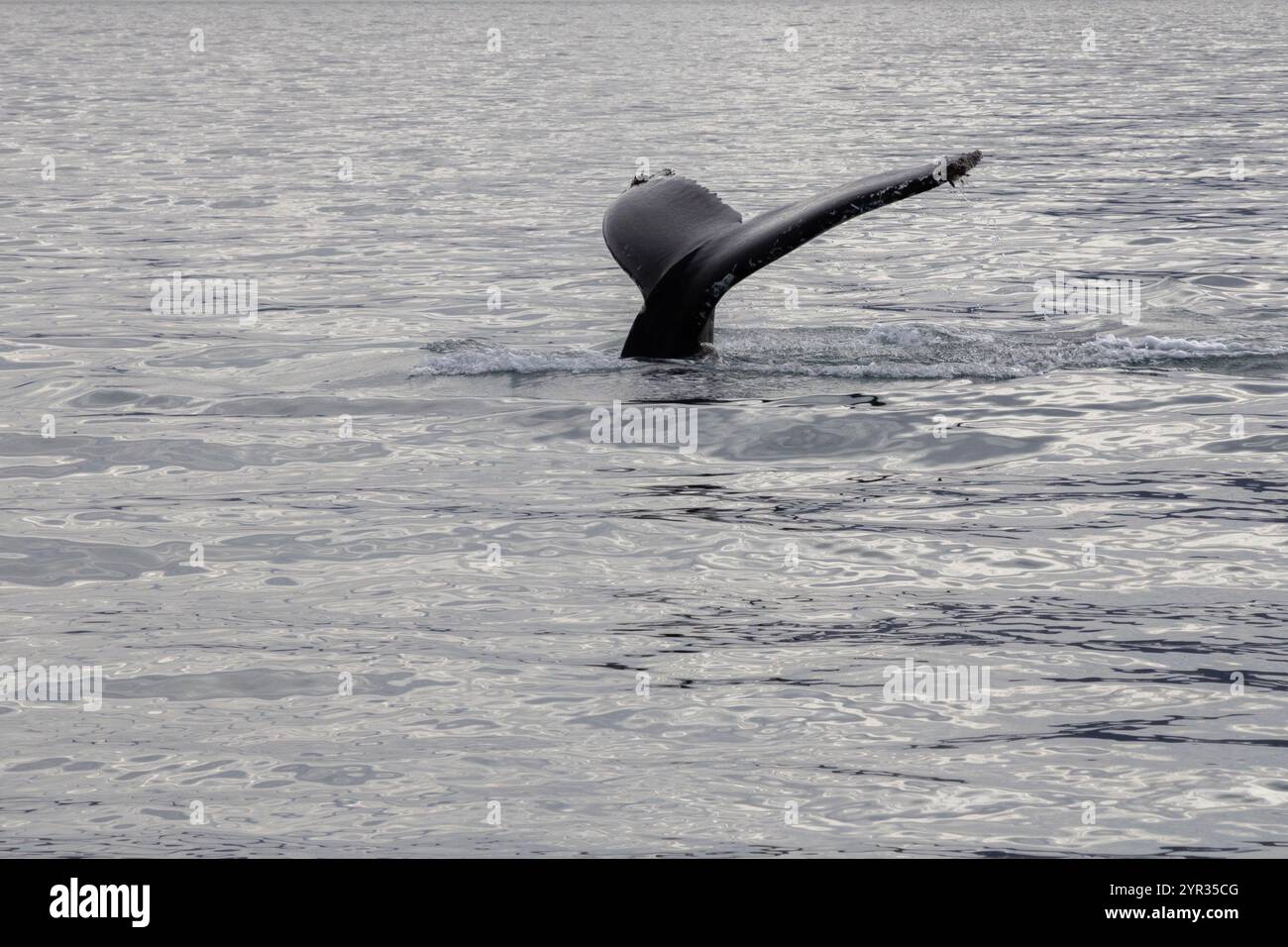 Humpback whales icelandic coast hi-res stock photography and images - Alamy