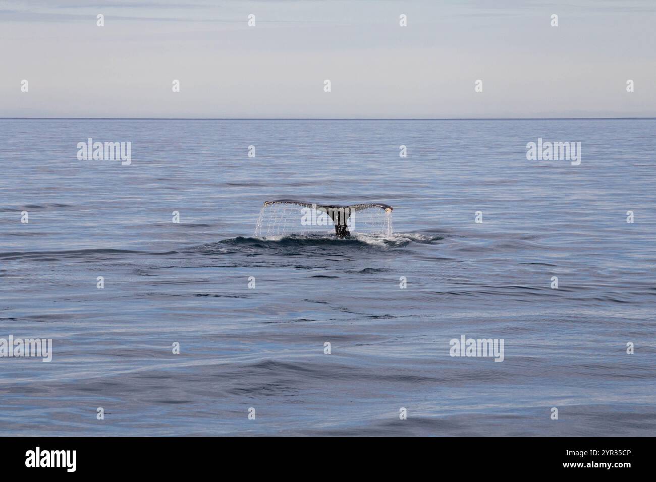 Tail humpback whale emerging hi-res stock photography and images - Alamy