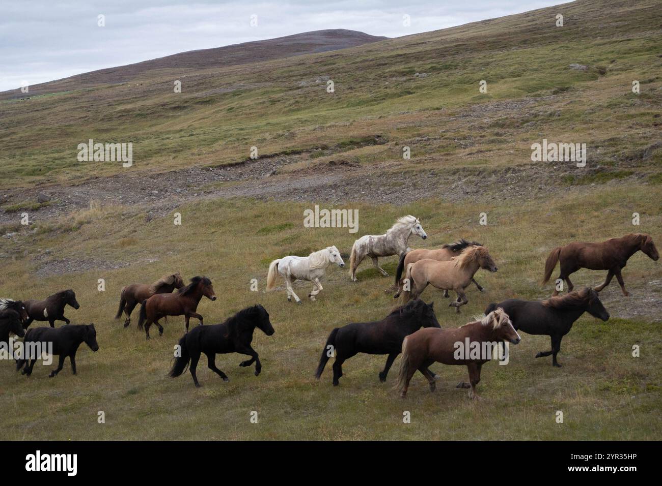 A group of horses running freely across the Icelandic landscape Stock ...