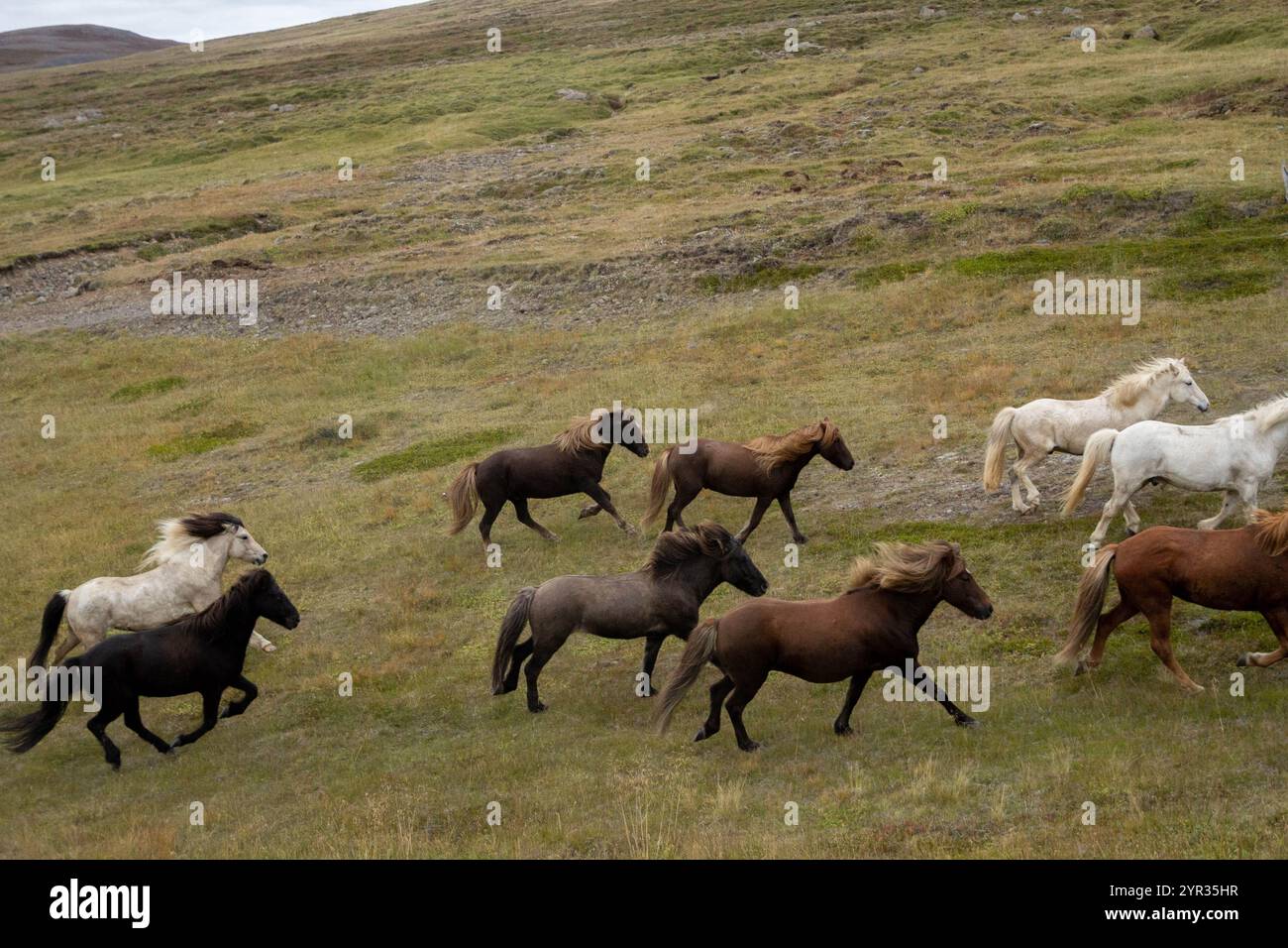 Wild horses galloping freely across hi-res stock photography and images ...