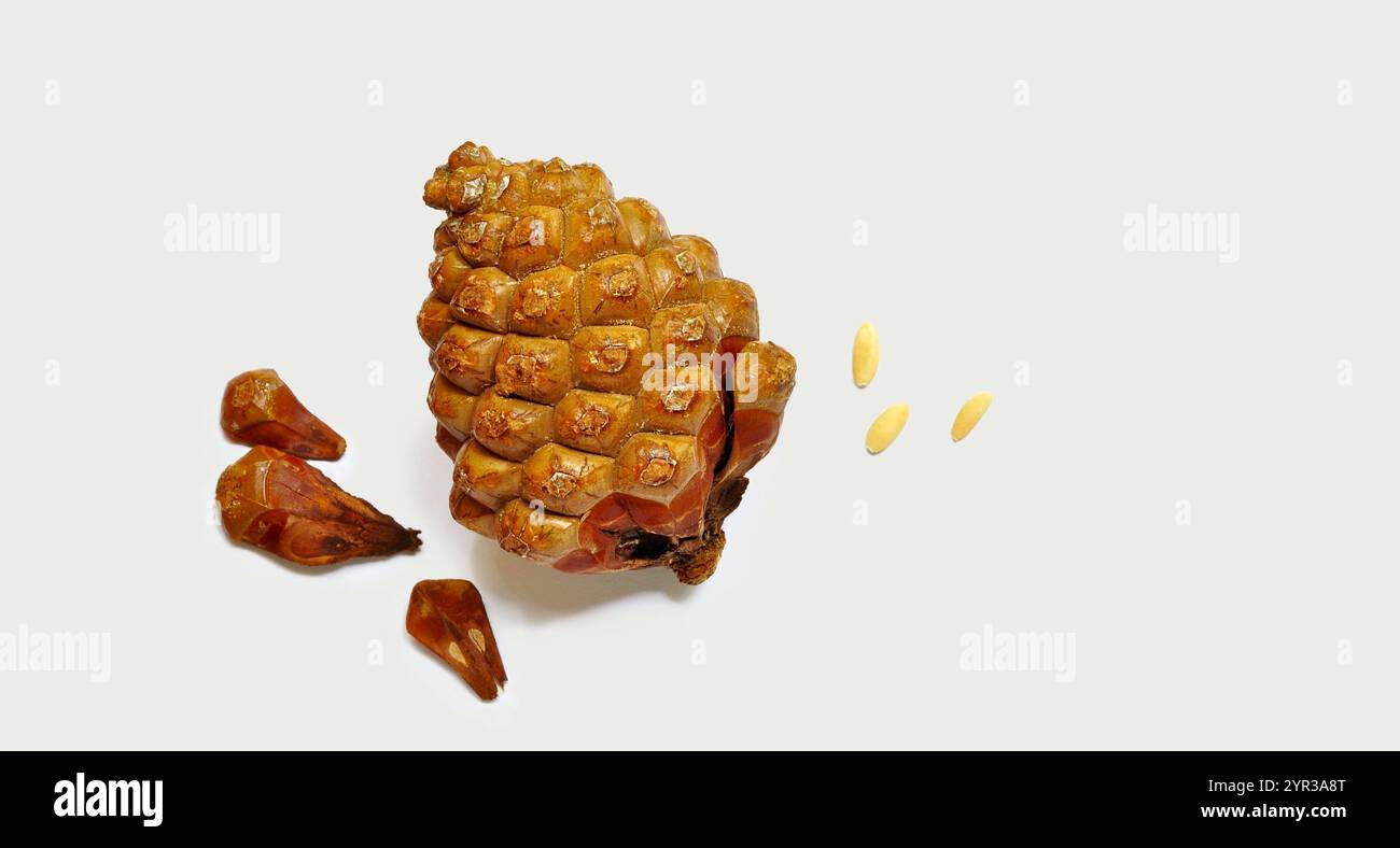 Nut shelling process hi-res stock photography and images - Alamy