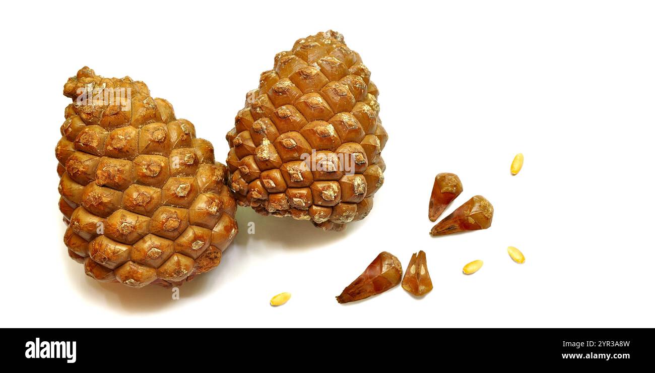 Pine cones and nuts, isolated. Pinyon pine cone, cedar cone. Pine nuts ...