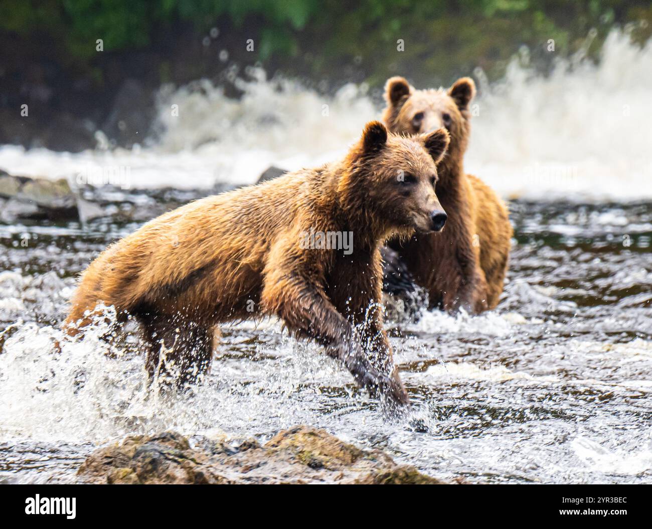 Alaskan Brown Bears Chasing Salmon Stock Photo - Alamy