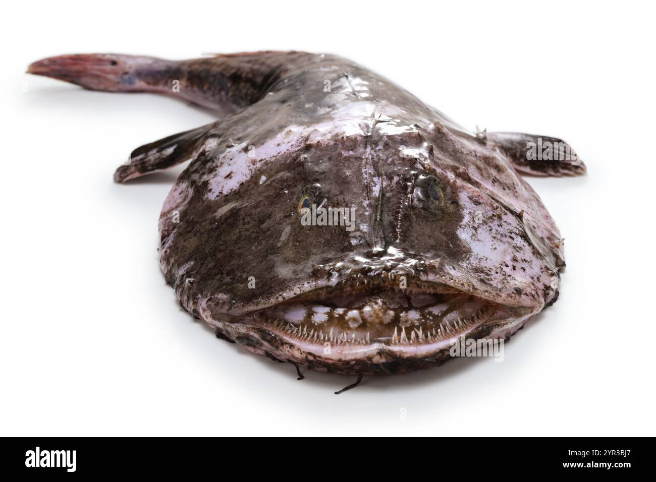 Ankou hi-res stock photography and images - Alamy