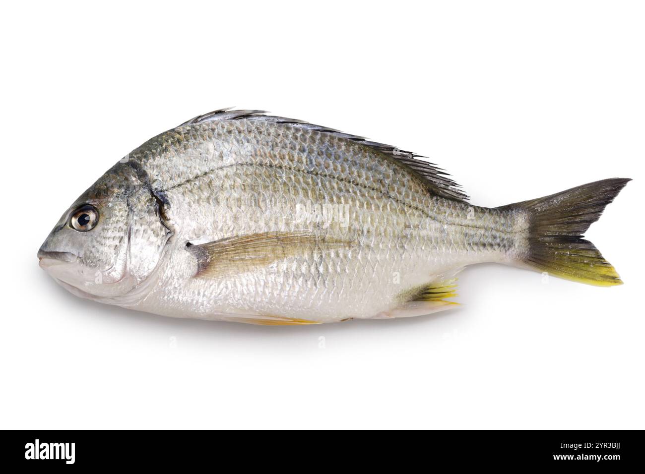Bream japanese Cut Out Stock Images & Pictures - Alamy