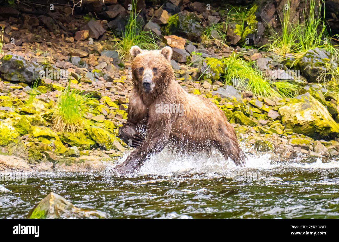 Juneau bear hi-res stock photography and images - Alamy
