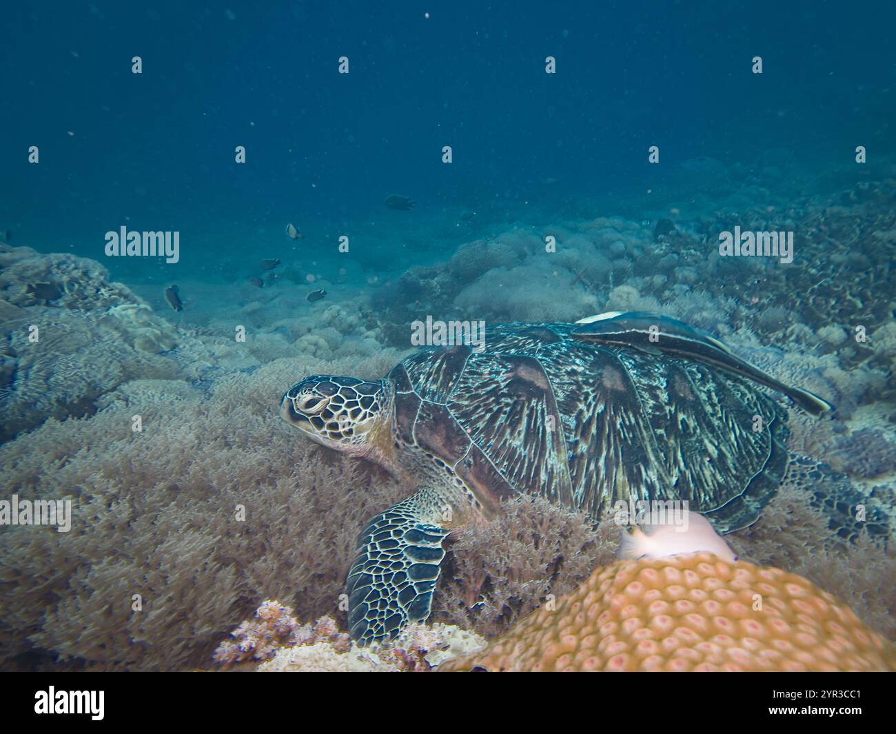 A Green Sea Turtle with an attached remora in a tropical coral reef ...