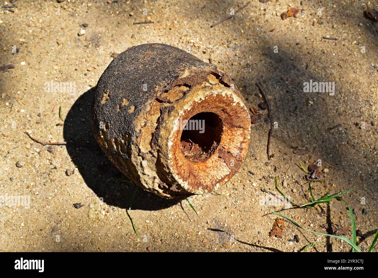 Monkey pod tree hi-res stock photography and images - Alamy