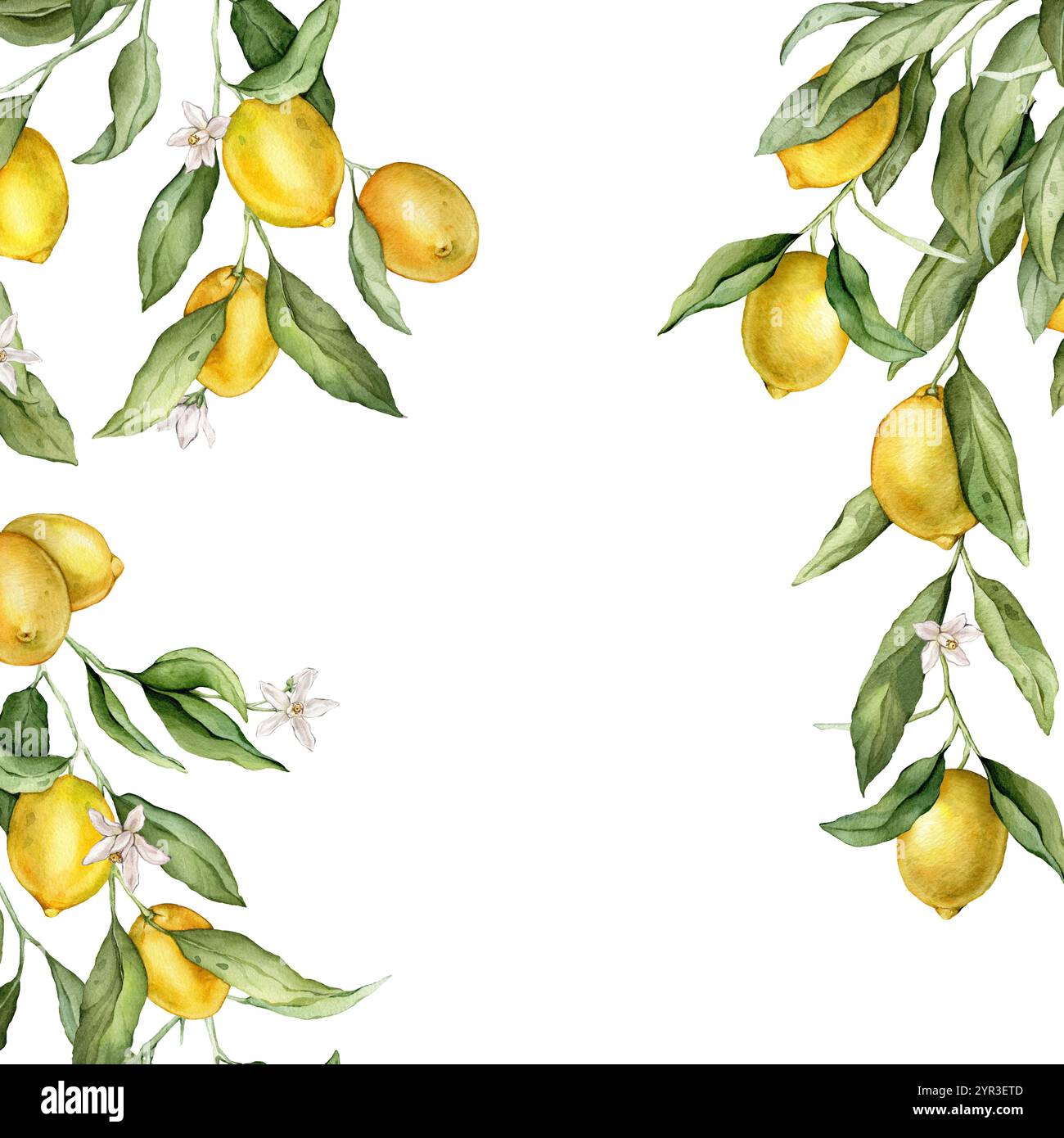 Lemon Fruits and white flower square Frame. Hand drawn watercolor ...