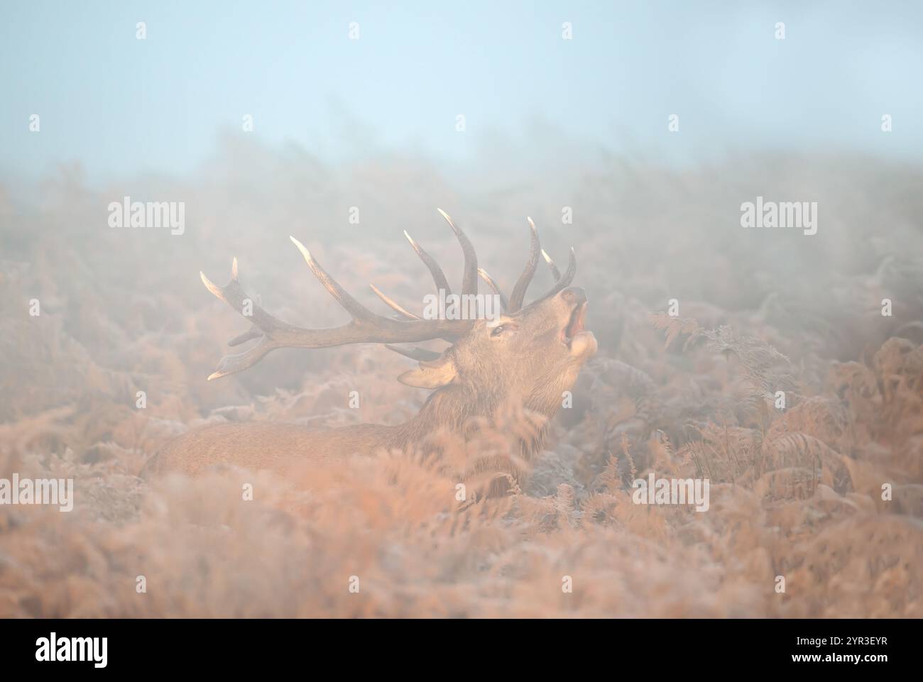 Red deer bellowing in mist hi-res stock photography and images - Alamy