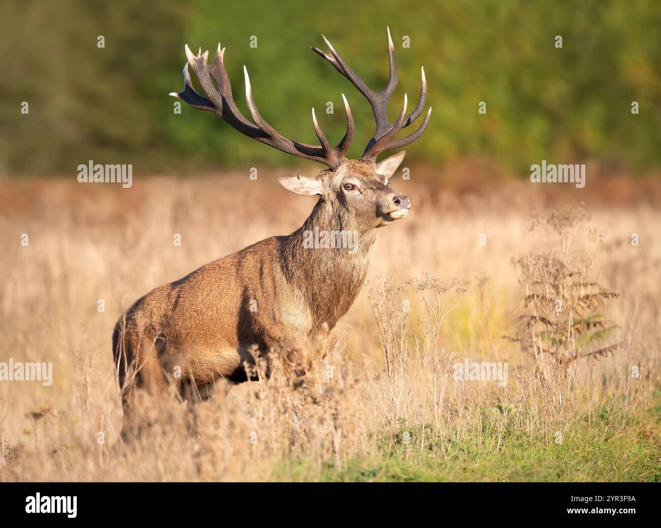 Portrait of a red deer stag standing in grass during the rut in autumn ...
