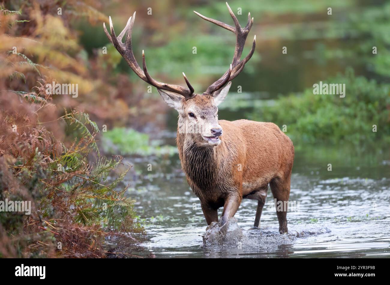 Red deer stag crossing the river during rutting season in autumn, UK ...