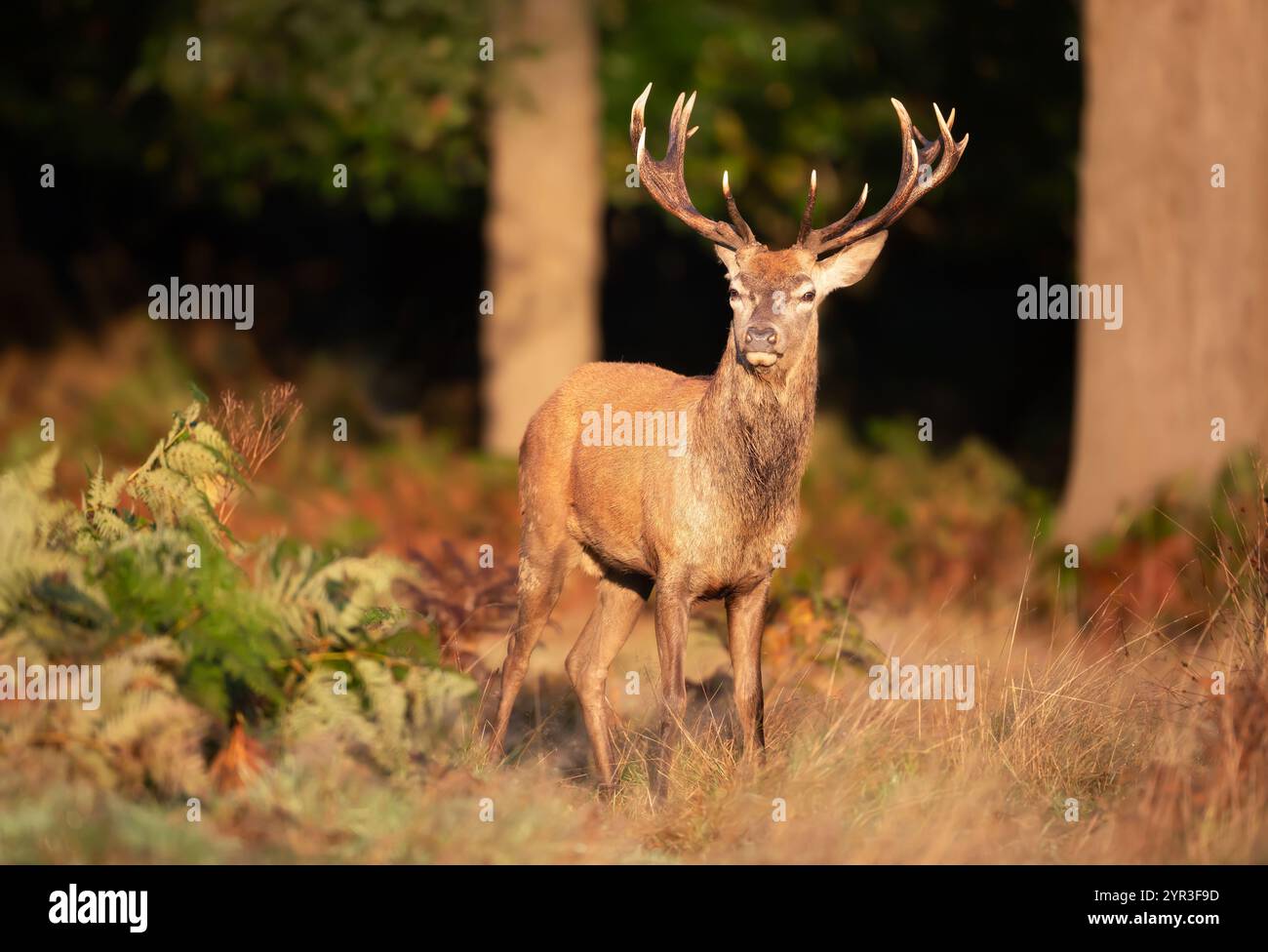 Deer face hi-res stock photography and images - Alamy