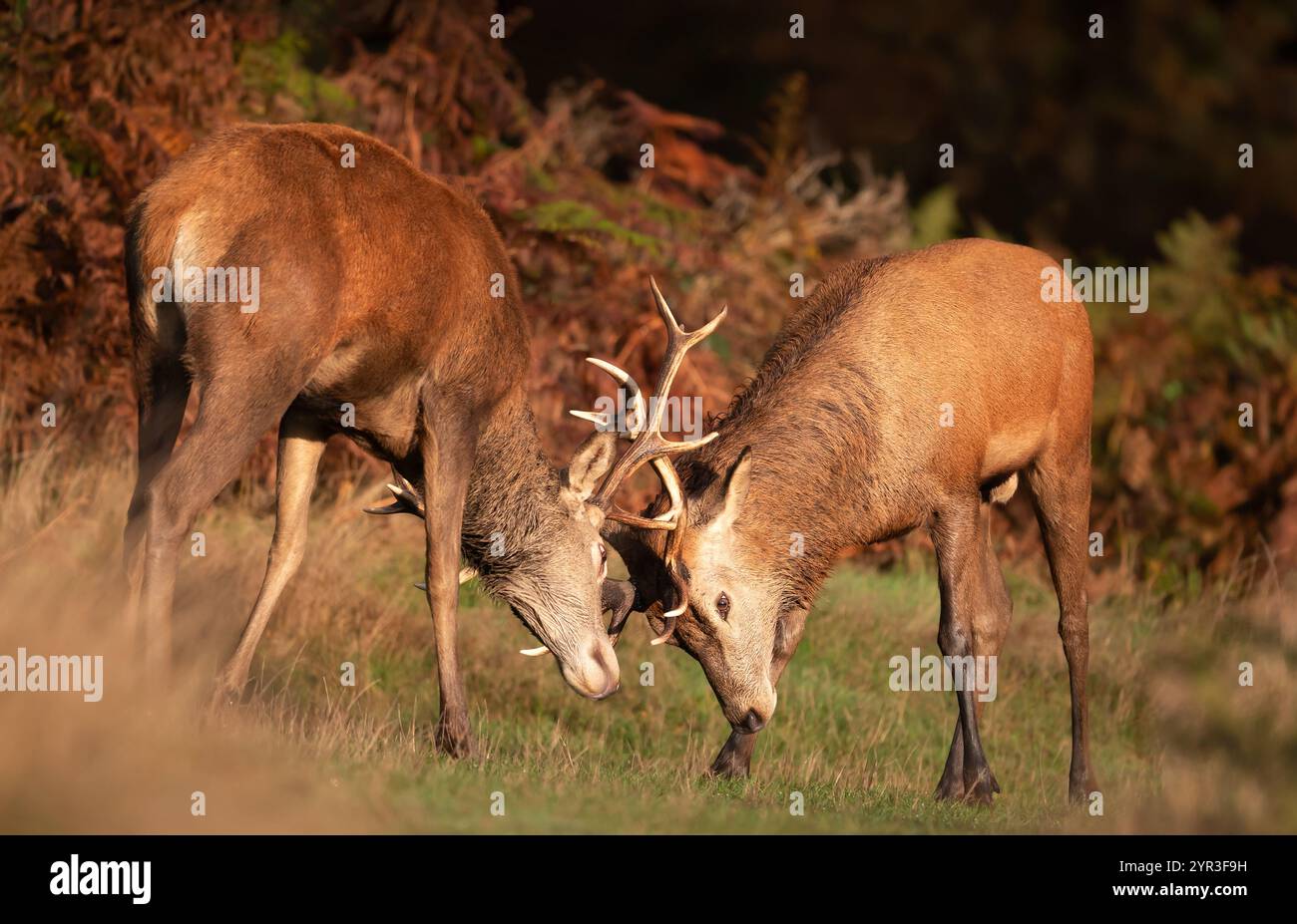Young red deer stags practice fighting during the rutting season in ...