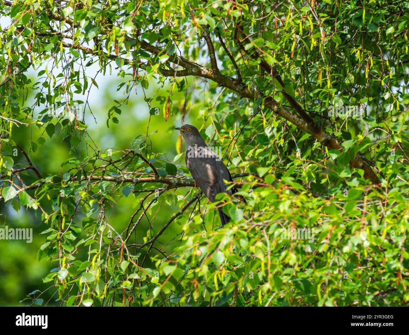 Cuckoo ( Cuculus canorus ) sitting on a tree branch Stock Photo - Alamy