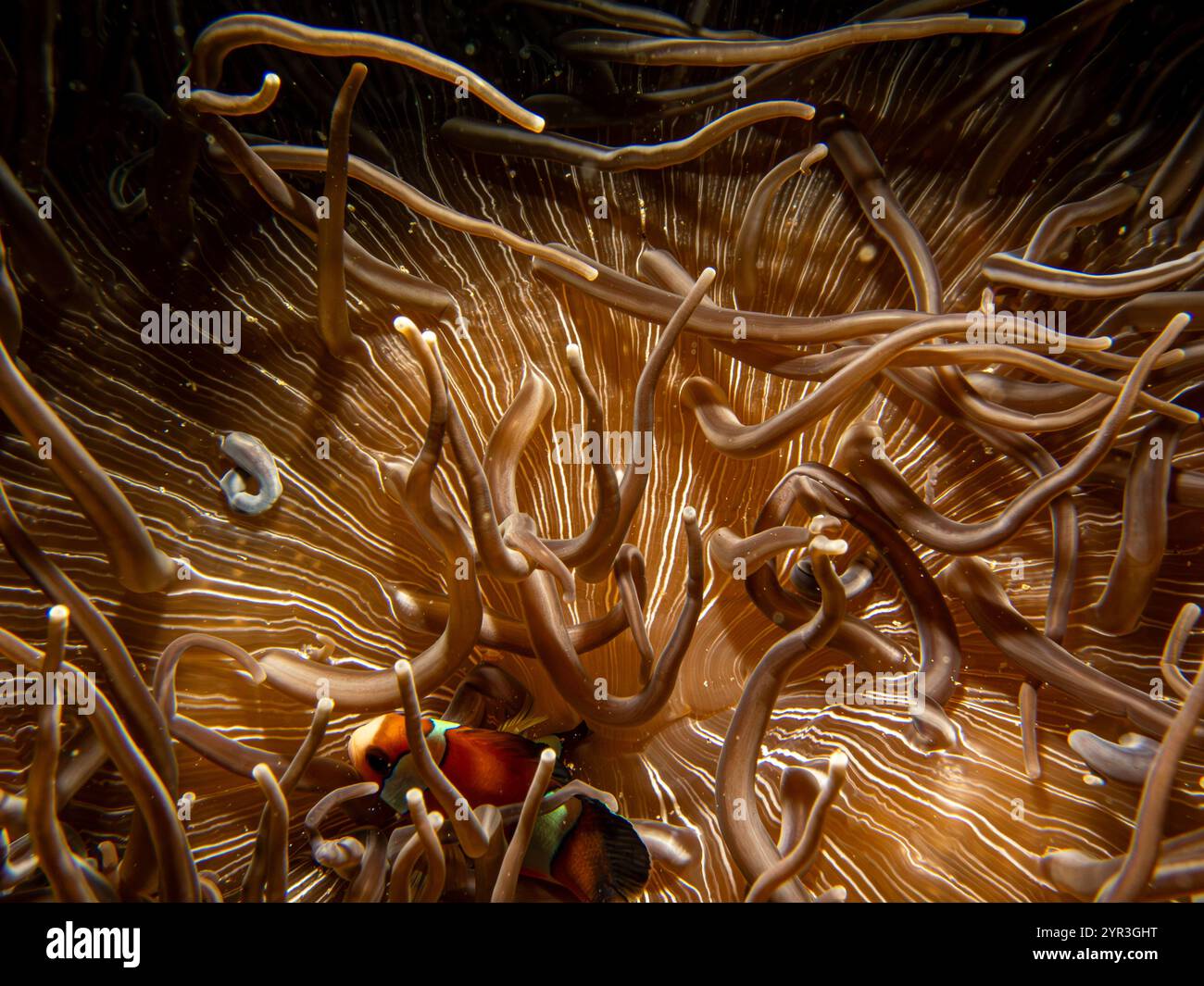 An amazingly beautiful pattern of a sea anemone. Underwater macro photo ...