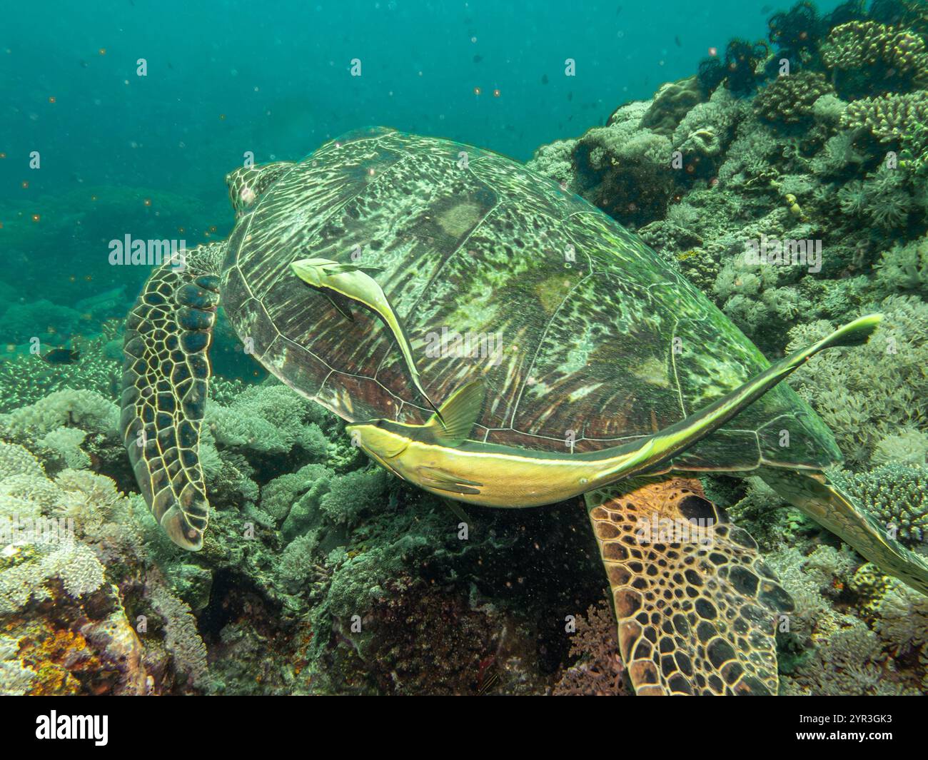 A Green Sea Turtle with attached remoras in a tropical coral reef ...