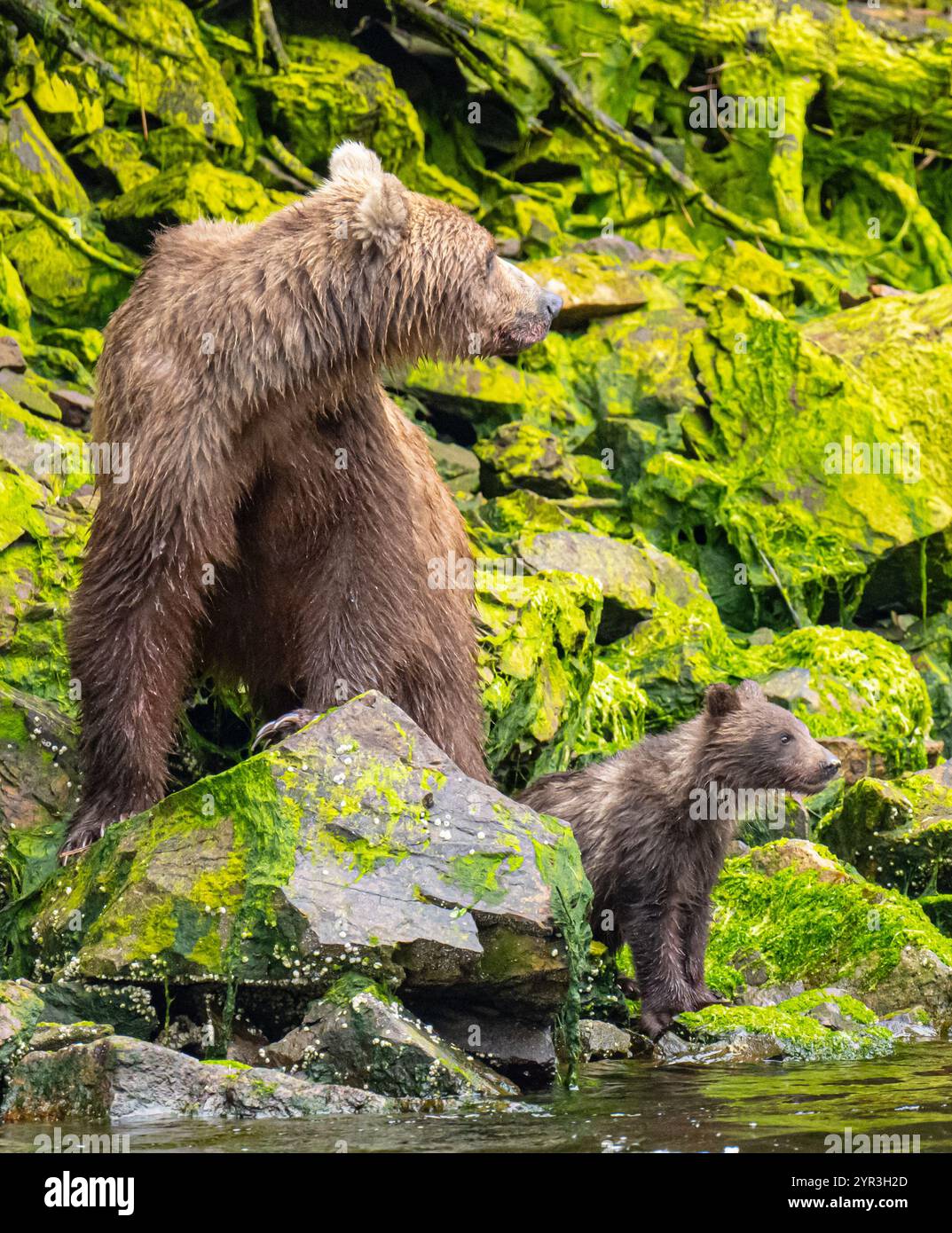 Juneau bear hi-res stock photography and images - Alamy