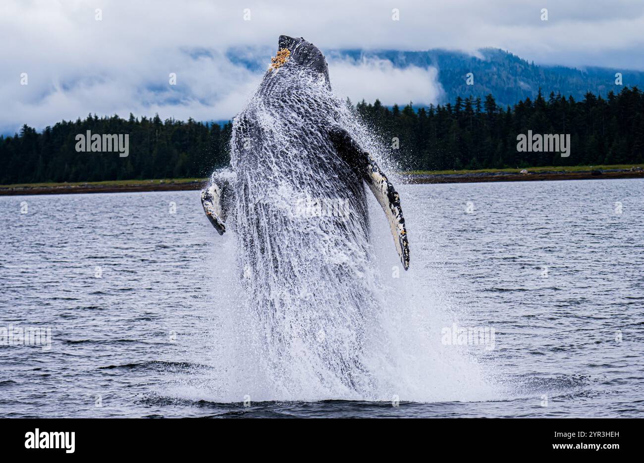 Humpback whale flippers hi-res stock photography and images - Alamy