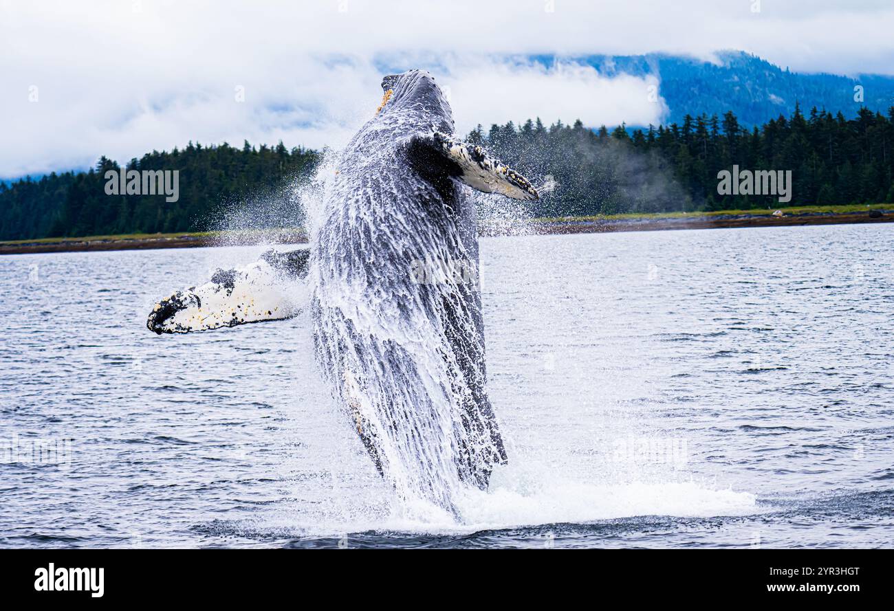 Humpback Whale Breaching Stock Photo - Alamy